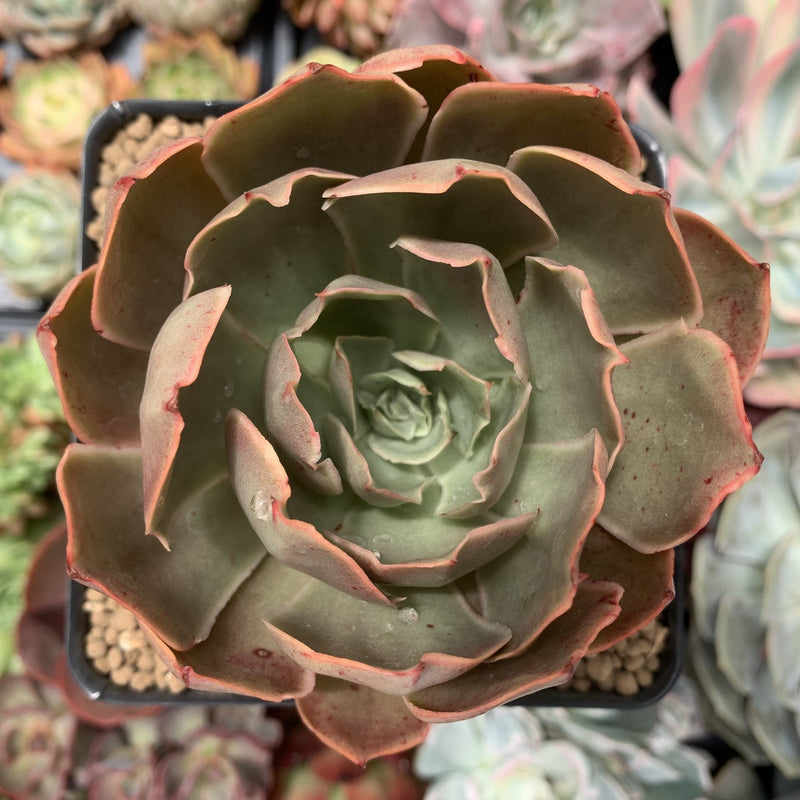 Echeveria 'Longissima' 3" Succulent Plant – True Succulents Plant Co.