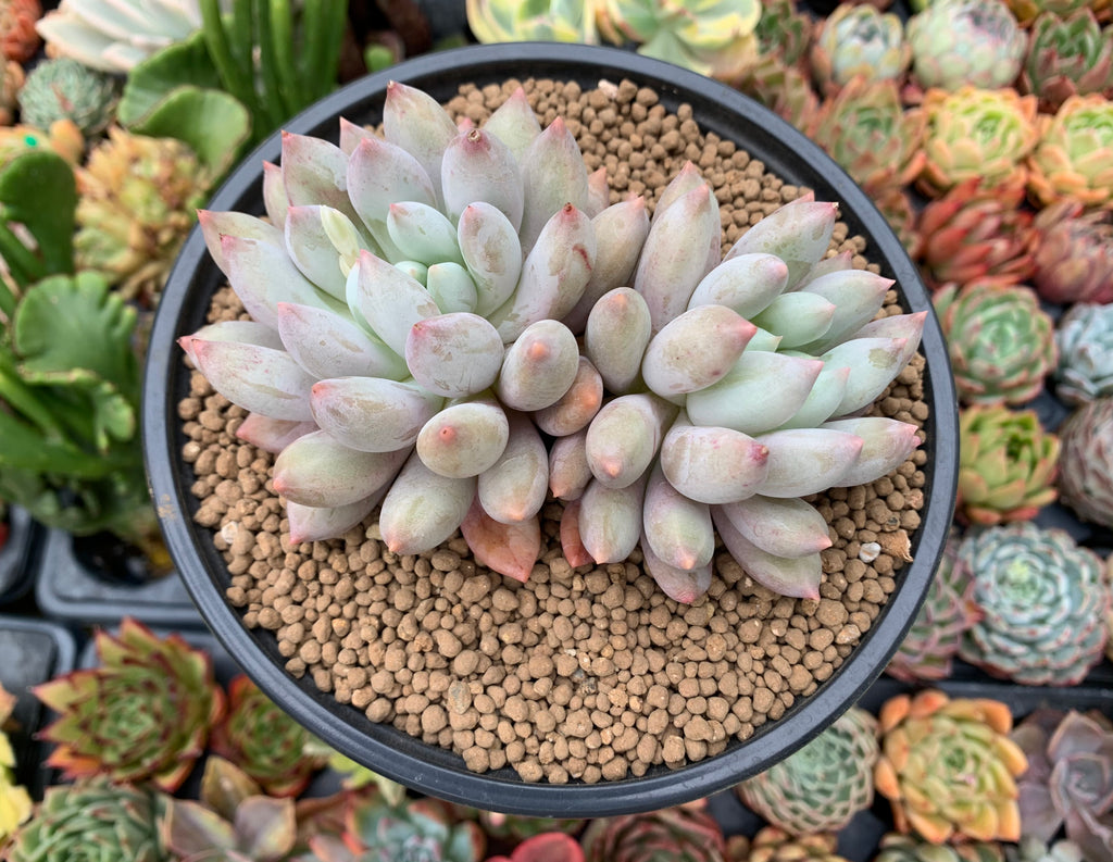 Pachyveria Venus Cluster 4” Succulent Plant – True Succulents Plant Co.