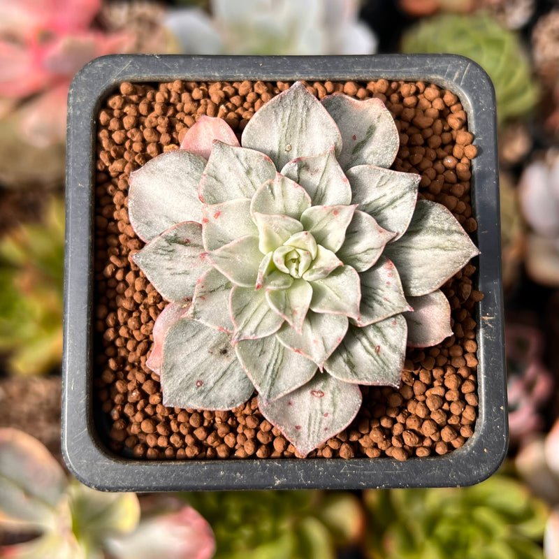 Graptopetalum 'Bellus' Variegated 1" Succulent Plant – True Succulents ...