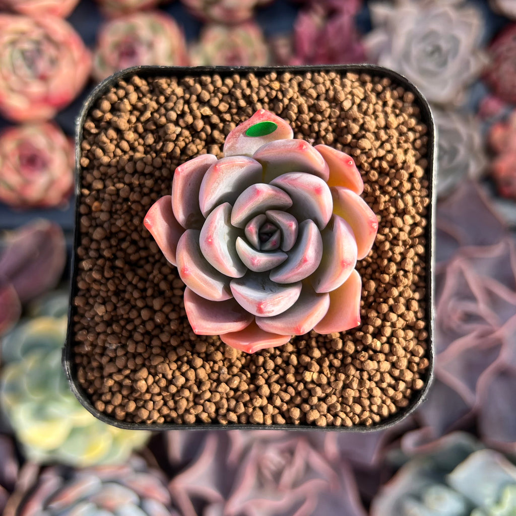 Echeveria 'Tinkerbell' 1" Succulent Plant – True Succulents Plant Co.