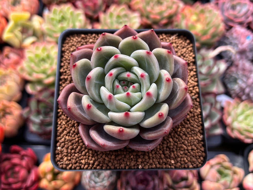 Echeveria 'Sharman' 3" Succulent Plant – True Succulents Plant Co.