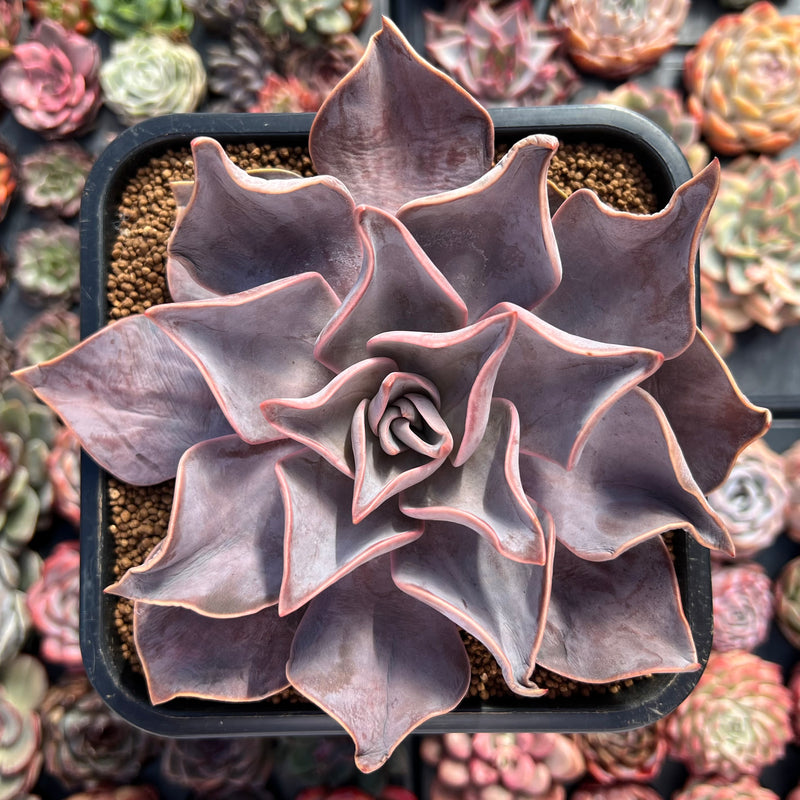 Echeveria 'Rodolfi' 4" Succulent Plant – True Succulents Plant Co.