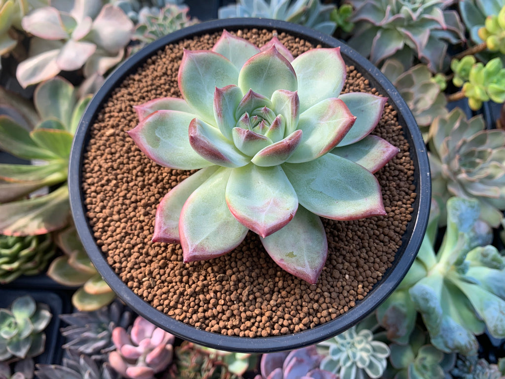 Echeveria 'Ratam' 3"-4" Succulent Plant – True Succulents Plant Co.