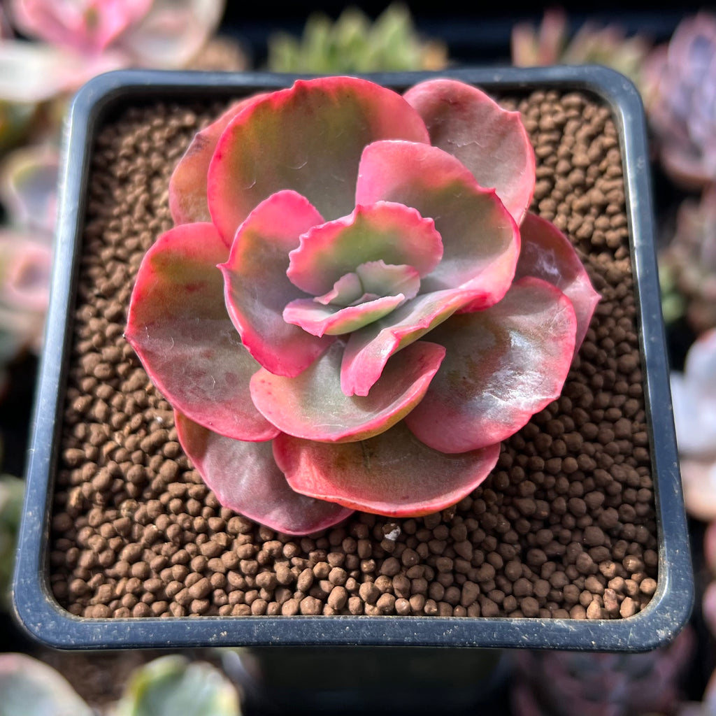 Echeveria 'Suyon' Variegated 1" Succulent Plant – True Succulents Plant Co.