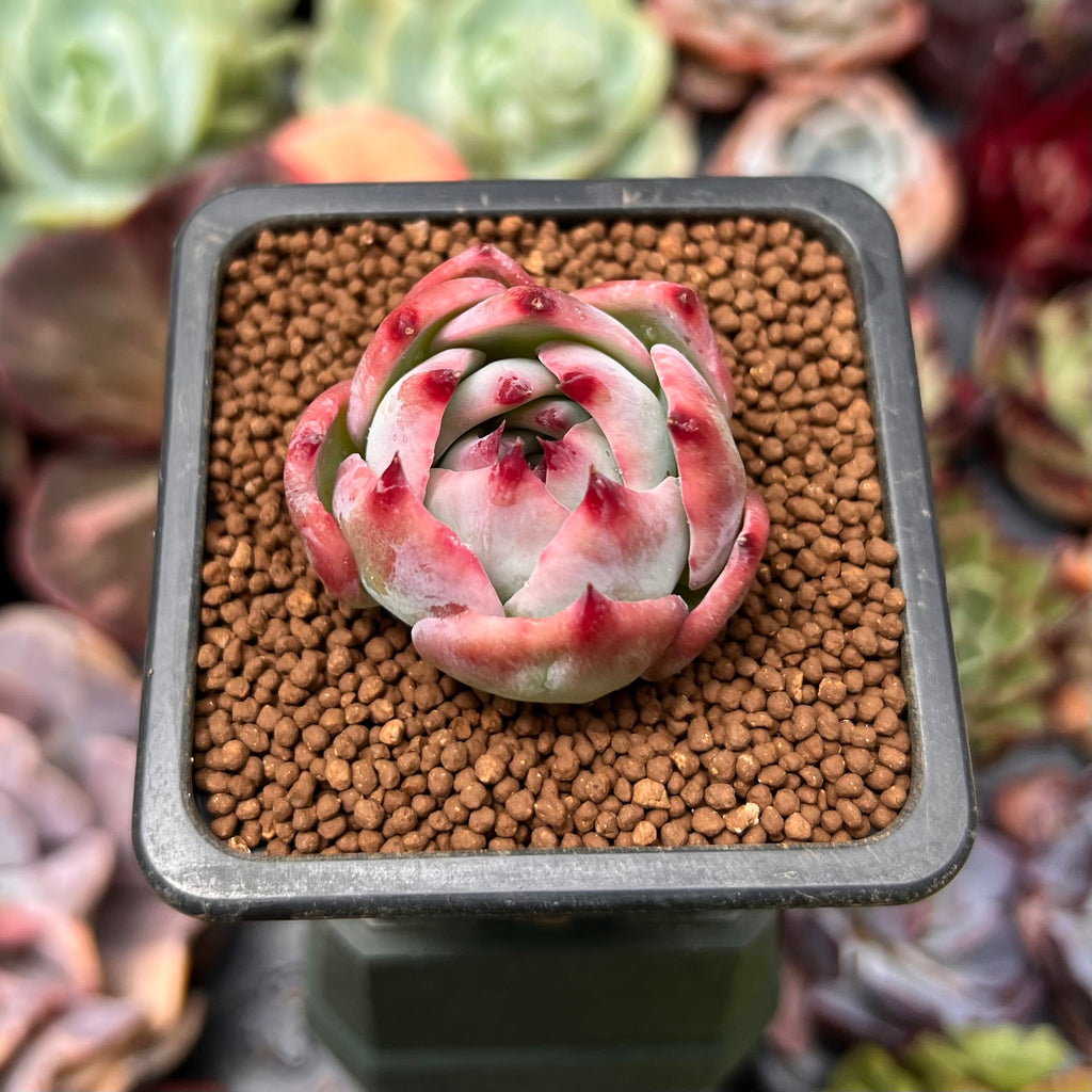 Echeveria 'Casio' Variegated 1" Succulent Plant – True Succulents Plant Co.