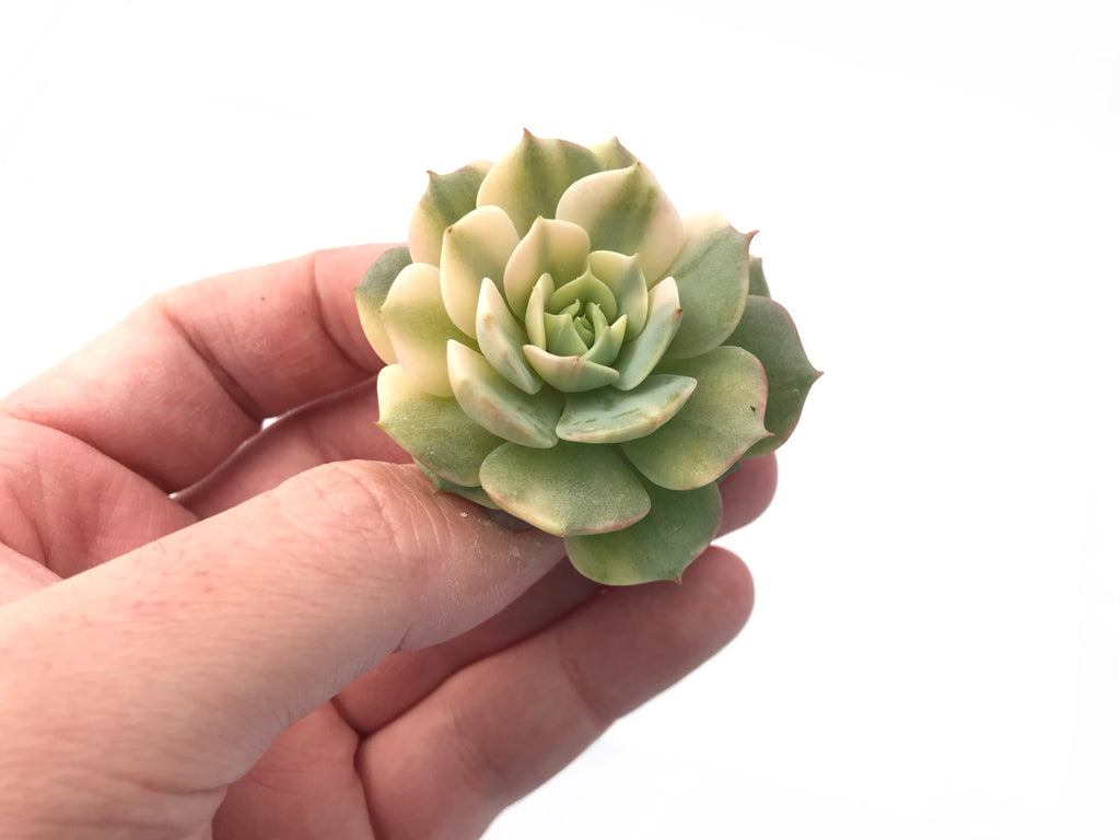 Echeveria ‘Bluette’ Variegated 2” Rare Succulent Plant – True ...