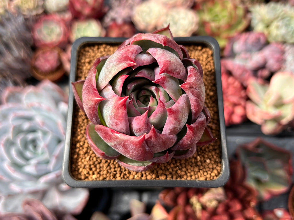 Echeveria 'Casio' Variegated 2" Succulent Plant – True Succulents Plant Co.