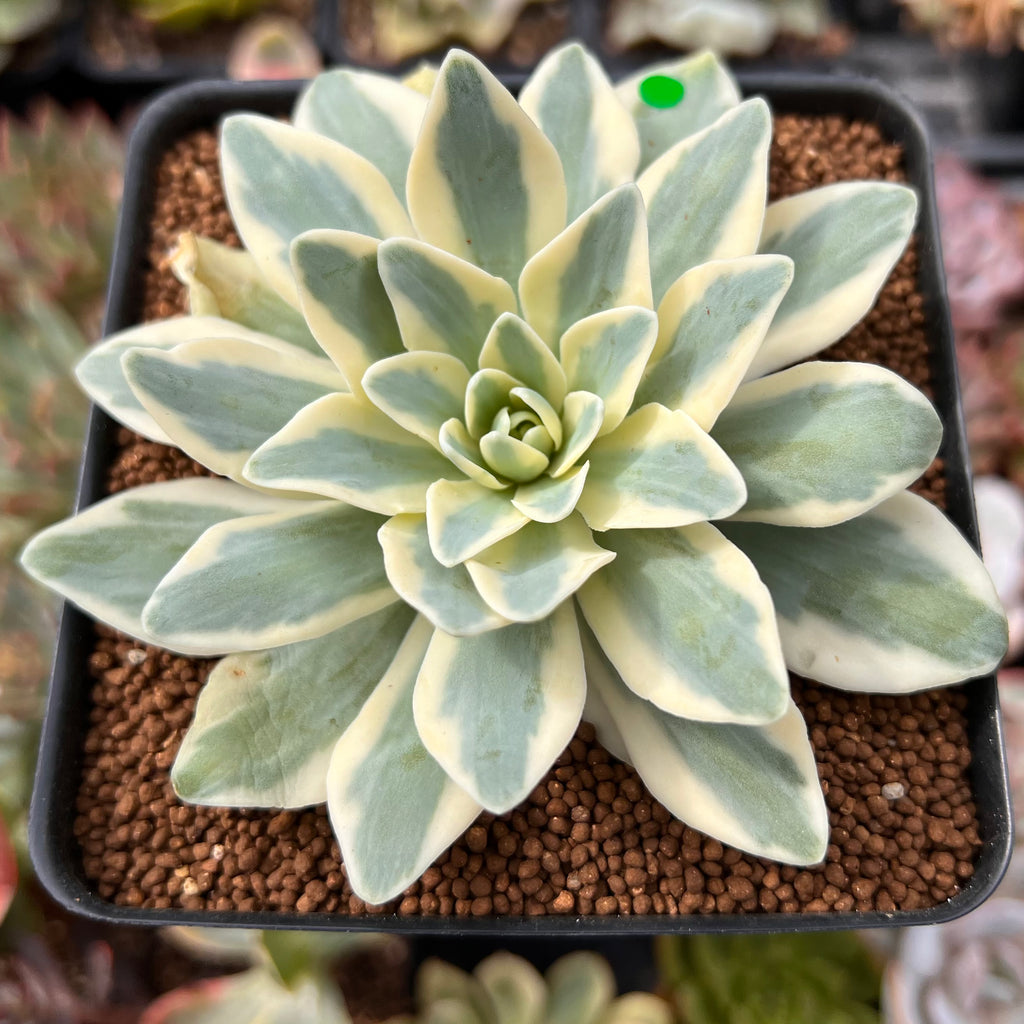 Orostachys 'Fuji' Variegated 2"-3" Succulent Plant – True Succulents ...