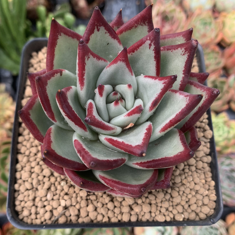 Echeveria Agavoides 'Casio' 4" Succulent Plant – True Succulents Plant Co.