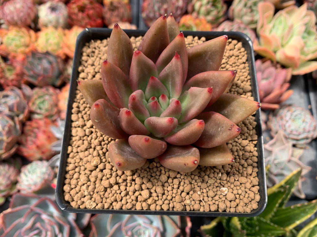 Echeveria Agvoides 'Psyche' 3"-4" Succulent Plant – True Succulents ...