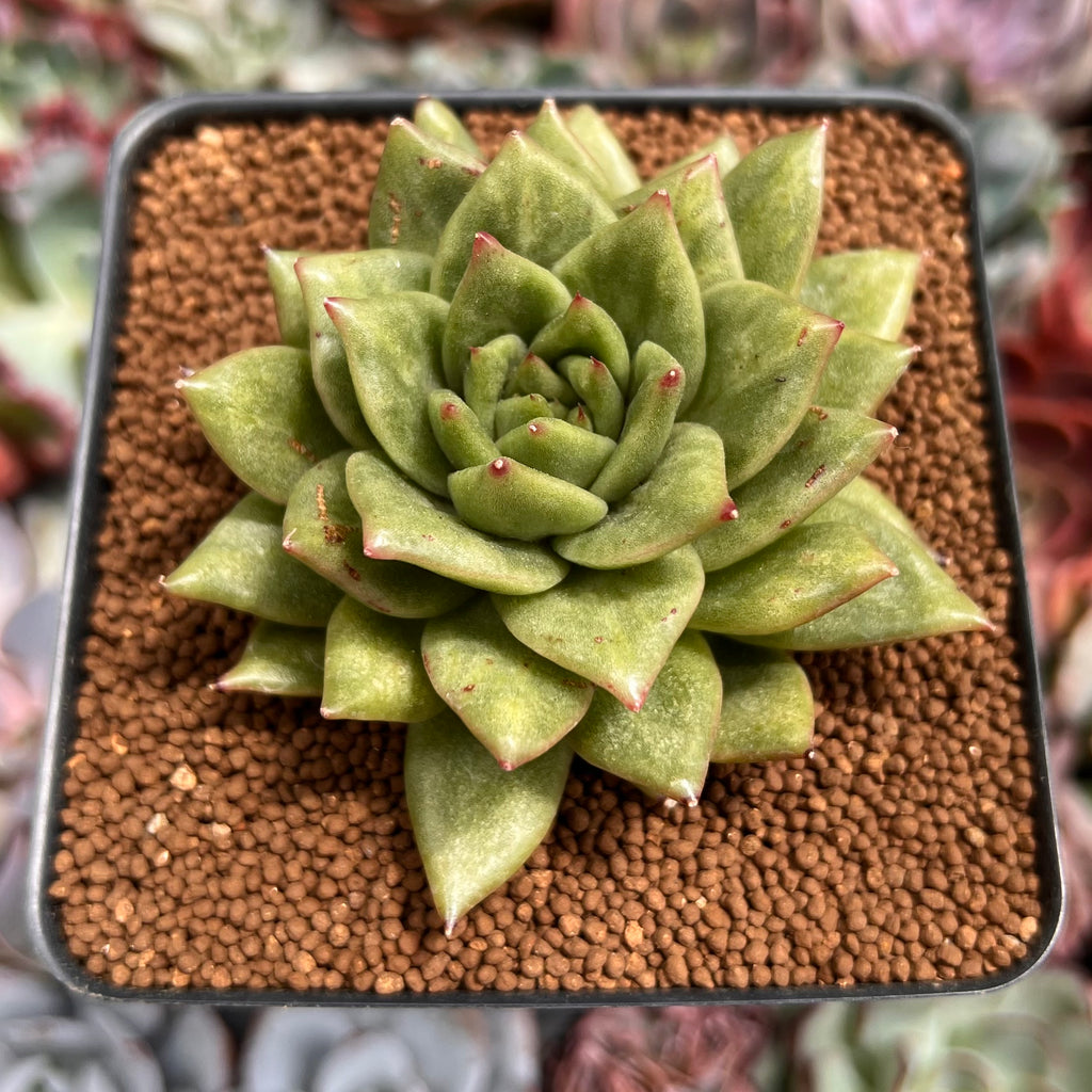 Echeveria Agavoides 'Leopard Maria' Variegated/Mutated 2"-3" Succulent ...