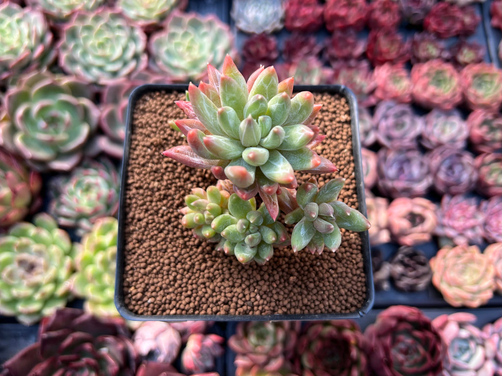 Pachyveria 'Bellgrave' Cluster 3" Succulent Plant – True Succulents ...