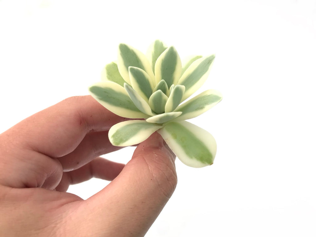 Orostachys 'Fuji' Variegated Small 1"-2" Rare Succulent Plant – True ...