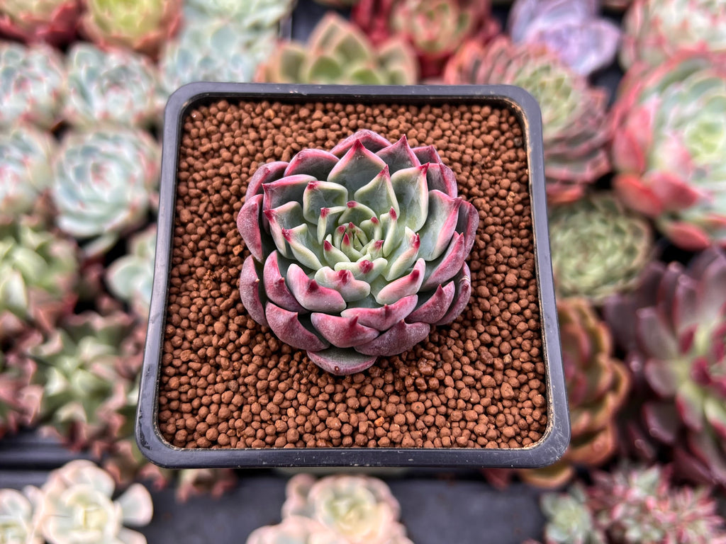 Echeveria 'Pink Ice' 2" New Hybrid Succulent Plant – True Succulents ...