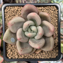 Graptoveria 'Ruby Donna' 2" Succulent Plant – True Succulents Plant Co.