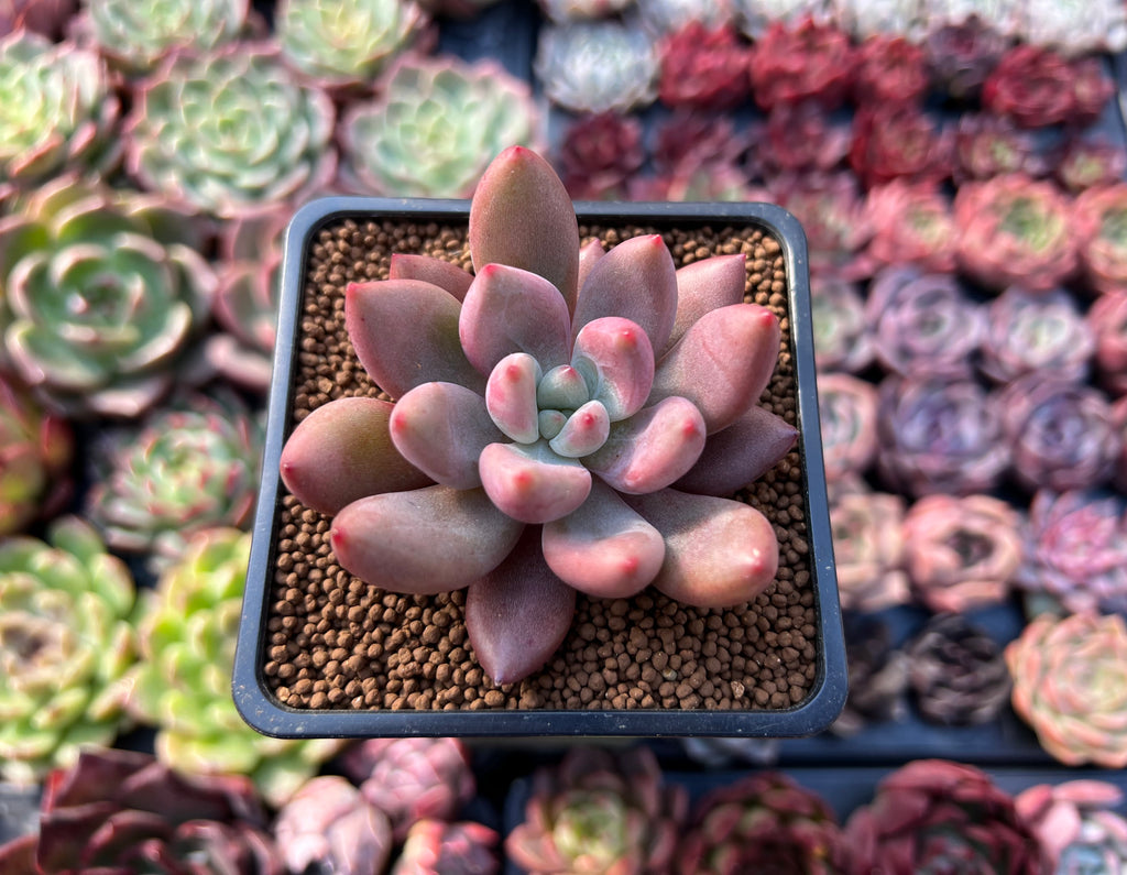 Graptoveria 'Ruby Donna' 2" Succulent Plant – True Succulents Plant Co.