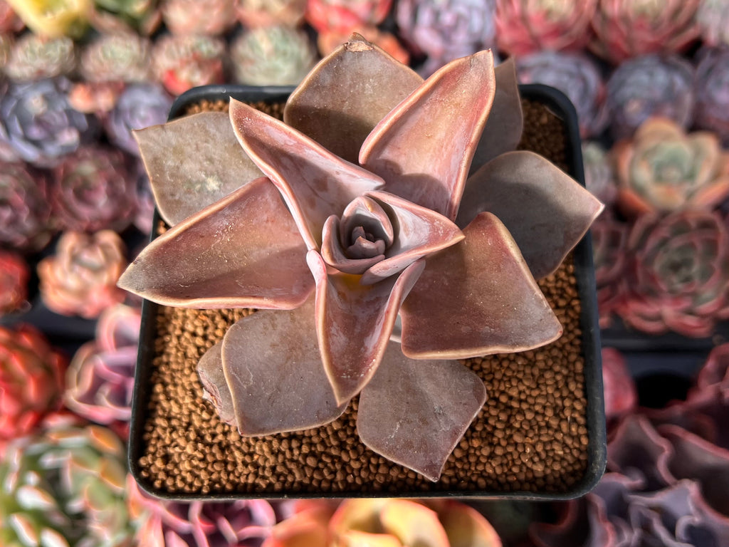 Echeveria 'Rodolfi' 4" Succulent Plant – True Succulents Plant Co.