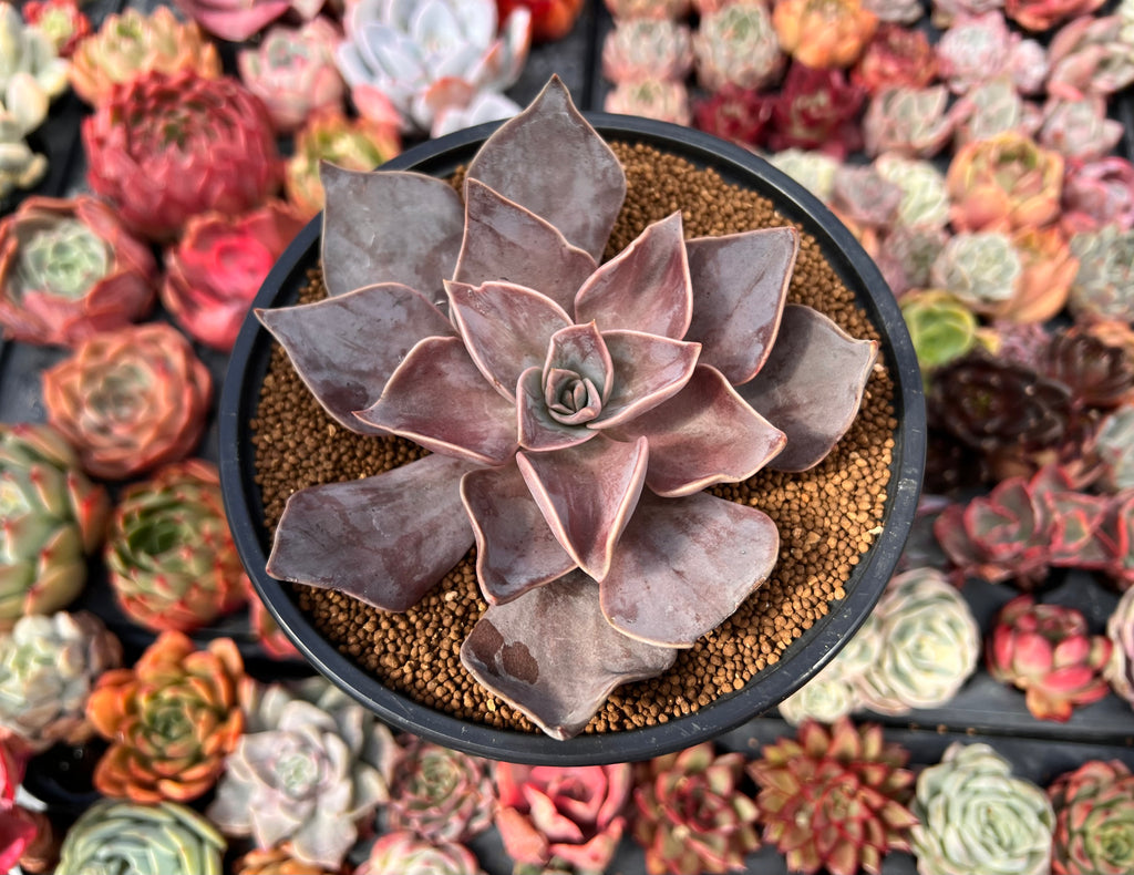 Echeveria 'Rodolfi' 4" Succulent Plant – True Succulents Plant Co.