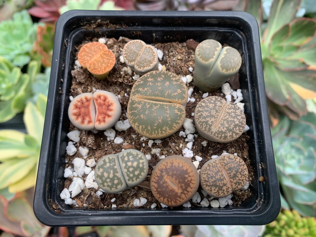 Collection of Lithops 2" (x9 Lithops) Succulent Plant – True Succulents ...