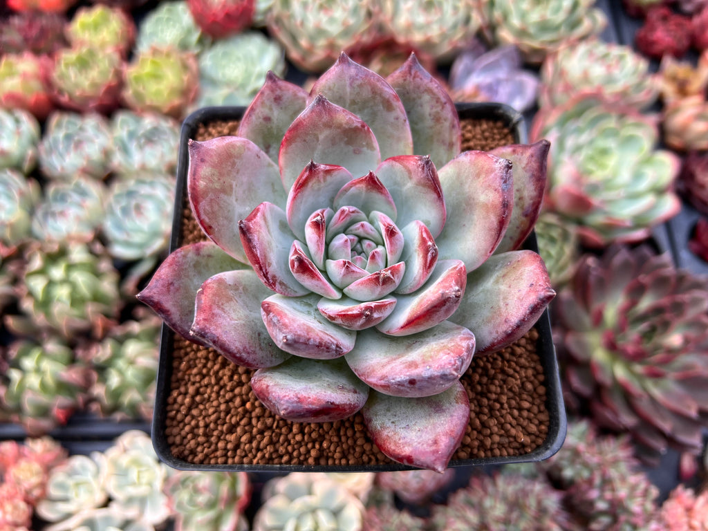Echeveria 'Ratam' 4" Succulent Plant – True Succulents Plant Co.