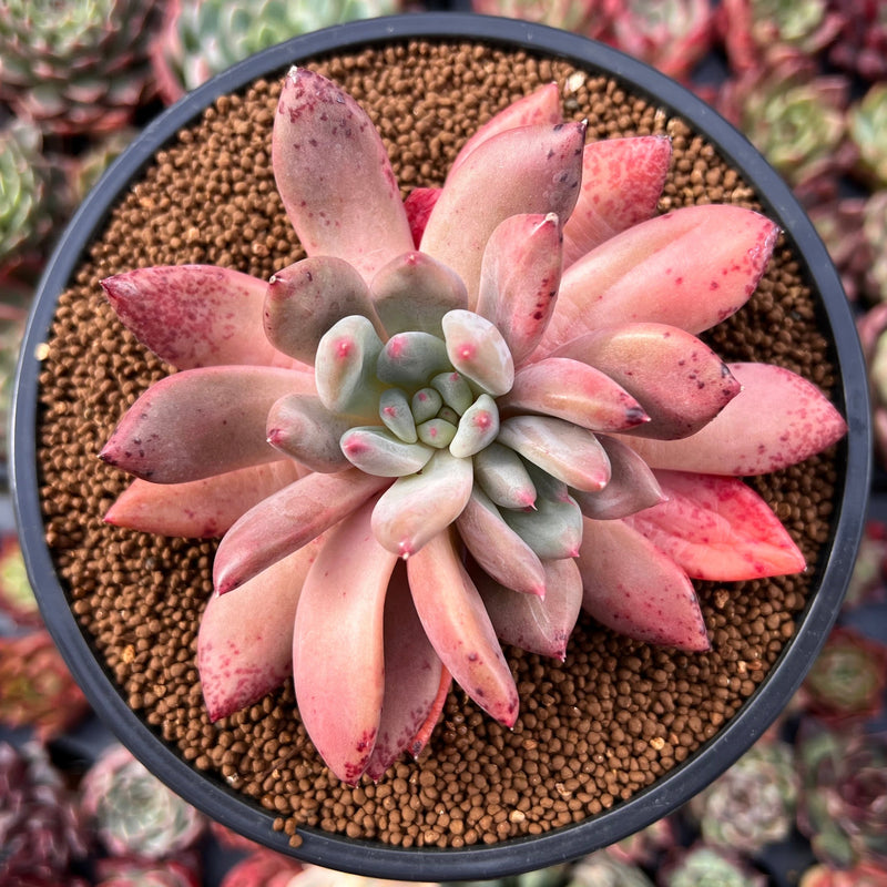 Echeveria 'Spica' 4" Succulent Plant – True Succulents Plant Co.