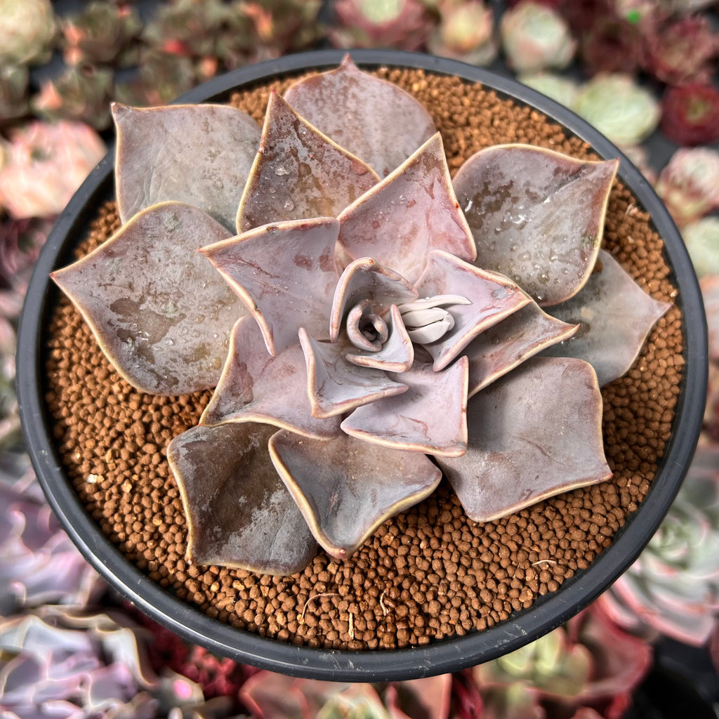 Echeveria 'Rodolfi' 4" Succulent Plant – True Succulents Plant Co.