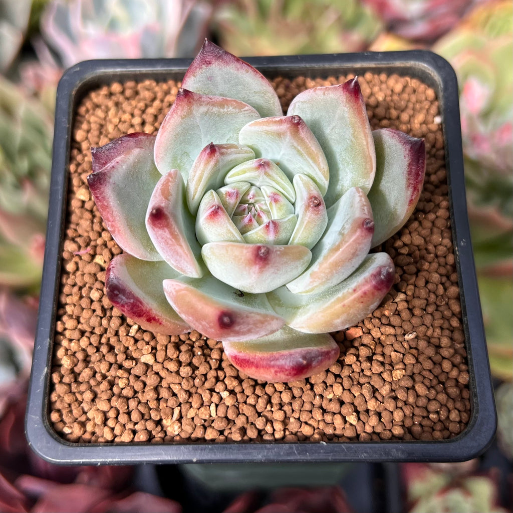 Echeveria 'Ratam' 2" Succulent Plant – True Succulents Plant Co.