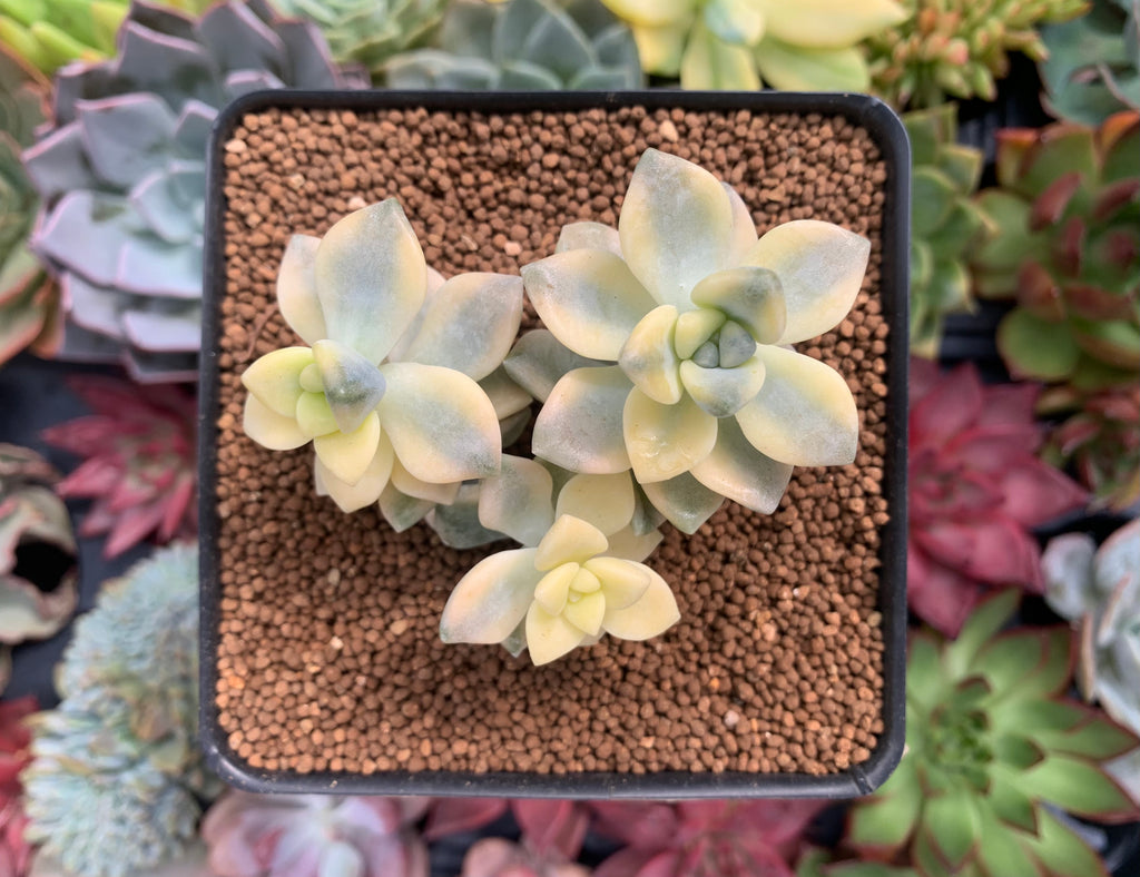 Graptoveria 'Titubans' Variegated 2"-3" Cluster Succulent Plant – True ...