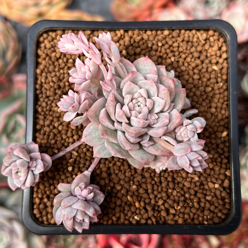 Echeveria 'Prolifica' Variegated 1" Succulent Plant – True Succulents ...