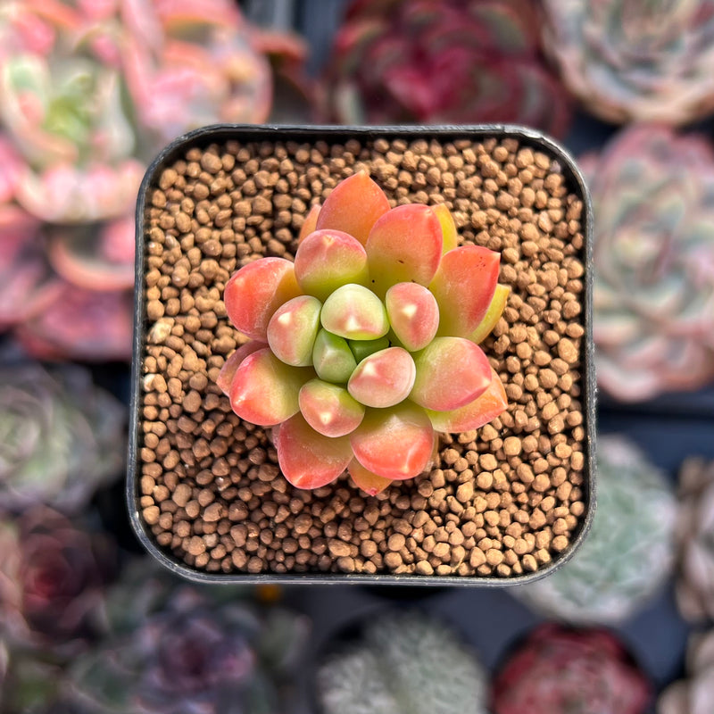 Pachyphytum Compactum 'Pink Glaucum' 1" Small Succulent Plant – True ...