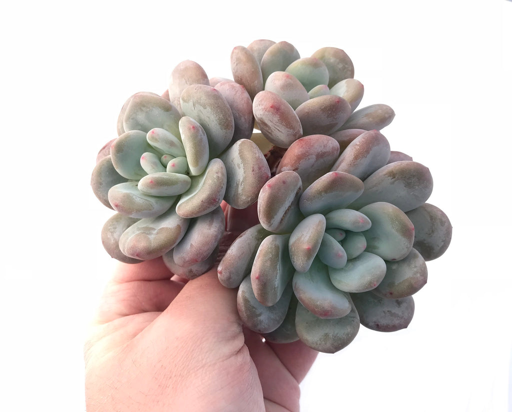 Pachyphytum cv Frevel Large Cluster 5” Rare Succulent Plant – True ...