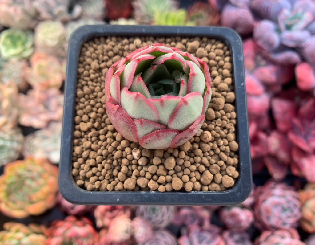 Echeveria 'Hailey' 2" Succulent Plant – True Succulents Plant Co.
