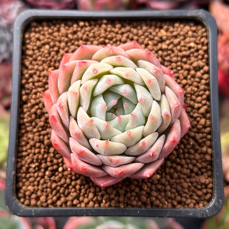 Echeveria 'Tippy' 2" Succulent Plant – True Succulents Plant Co.