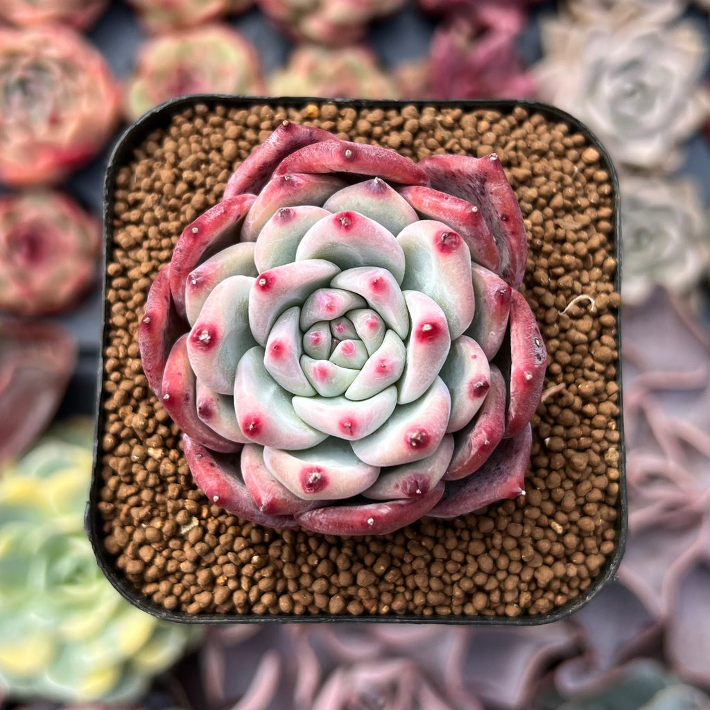 Echeveria 'Colorata' 1" Succulent Plant – True Succulents Plant Co.