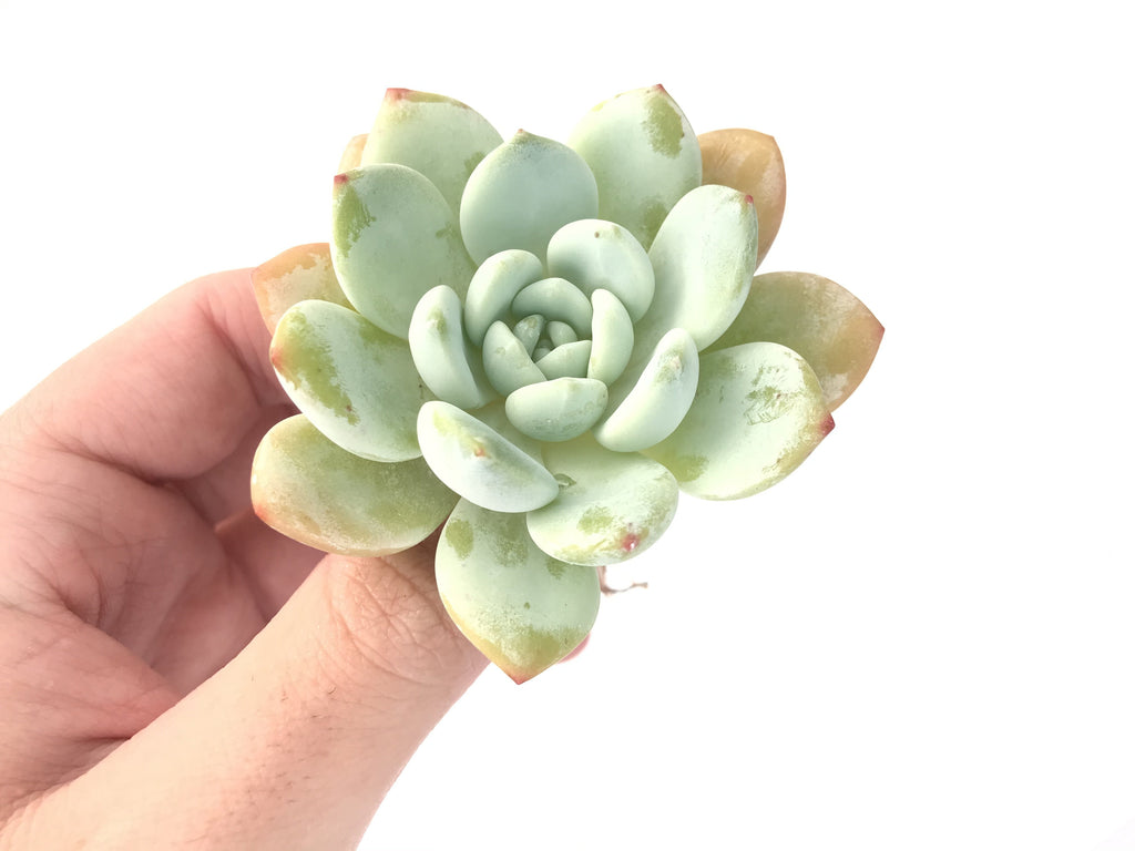 Echeveria 'Chloe' 3" Succulent Plant – True Succulents Plant Co.