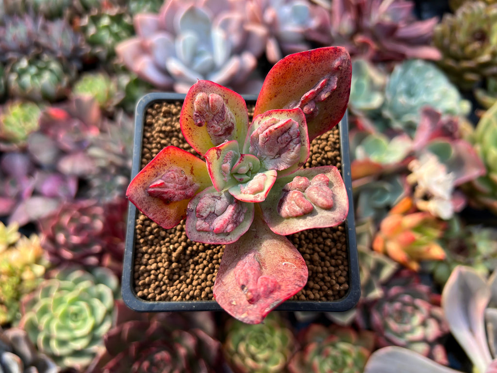 Echeveria 'Baron Bold' 2" Succulent Plant – True Succulents Plant Co.