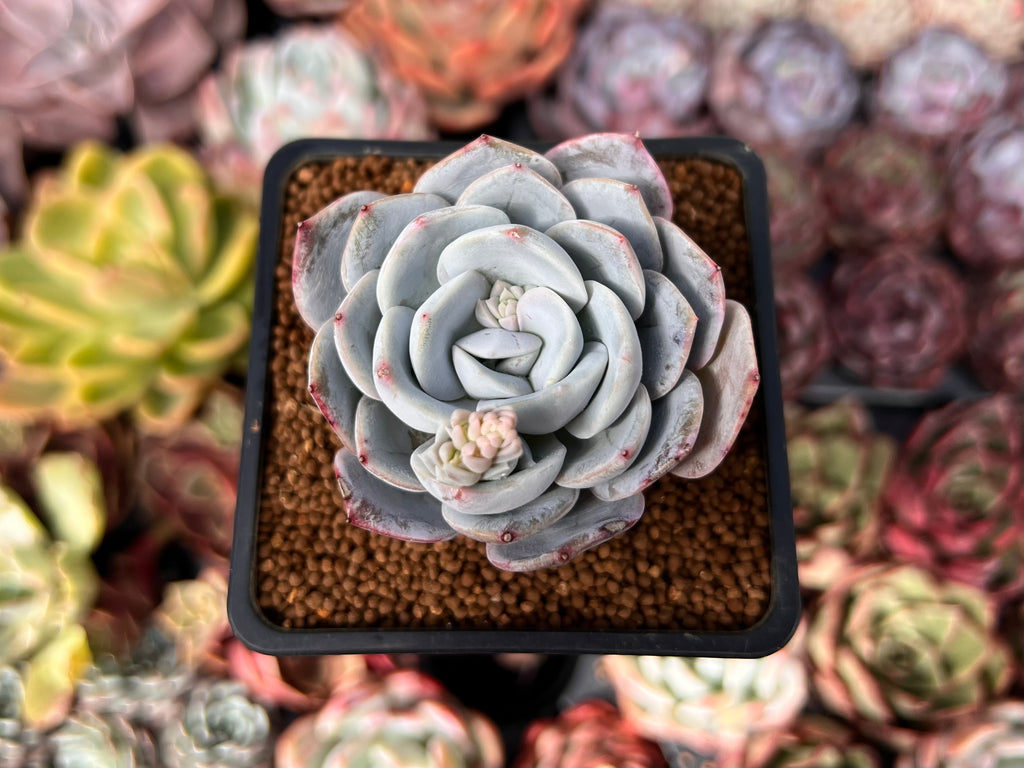 Echeveria sp. 3" Powdery Succulent Plant – True Succulents Plant Co.