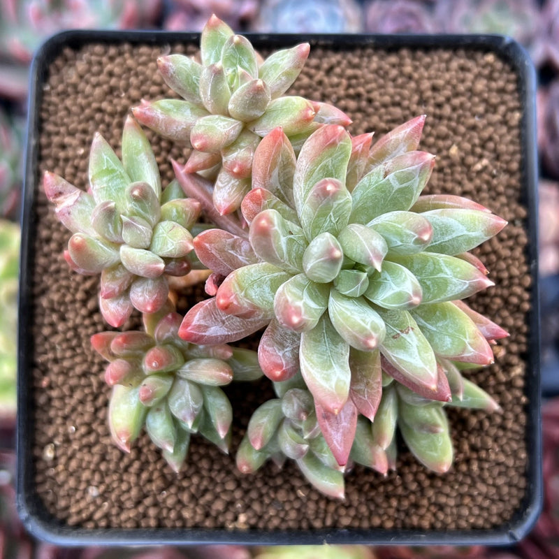 Pachyveria 'Bellgrave' Cluster 3" Succulent Plant – True Succulents ...