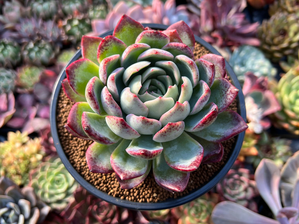 Echeveria 'Elena' 4" Succulent Plant – True Succulents Plant Co.