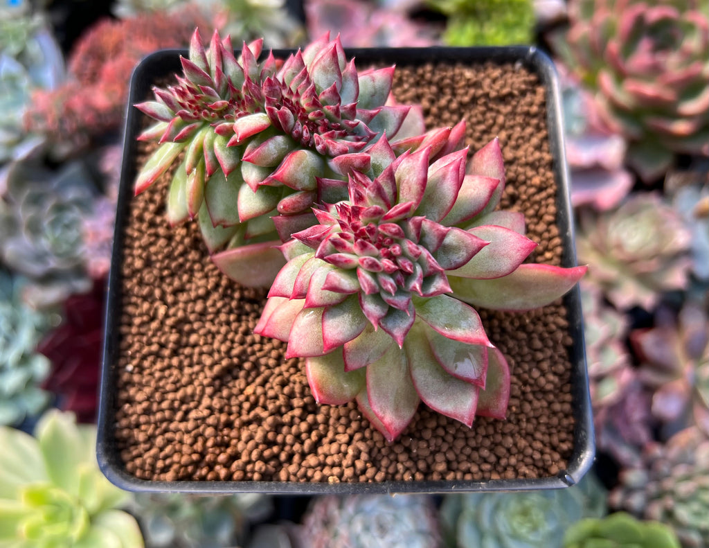 Echeveria 'Ratam' Crested 3" Succulent Plant – True Succulents Plant Co.
