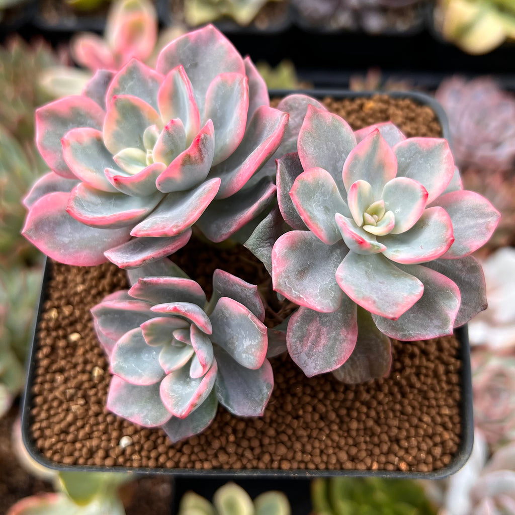 Echeveria 'Pink Harin' Variegated 3" Cluster Succulent Plant – True ...