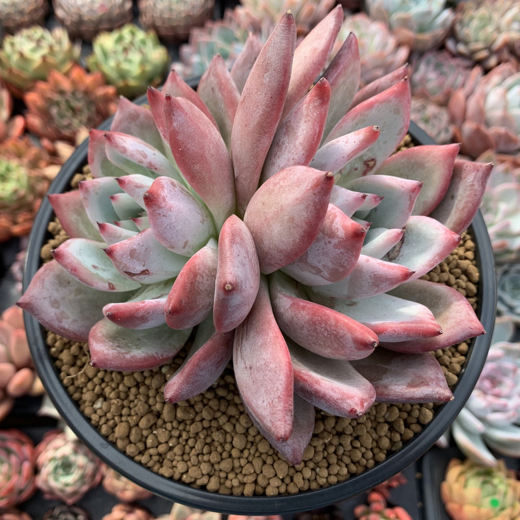Echeveria 'Ratam' Hybrid 5" Succulent Plant – True Succulents Plant Co.