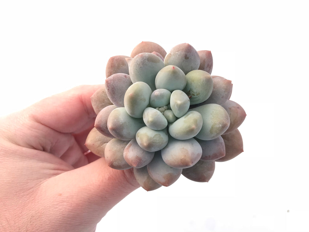 Pachyphytum Venus Hybrid 3” Rare Succulent Plant – True Succulents ...