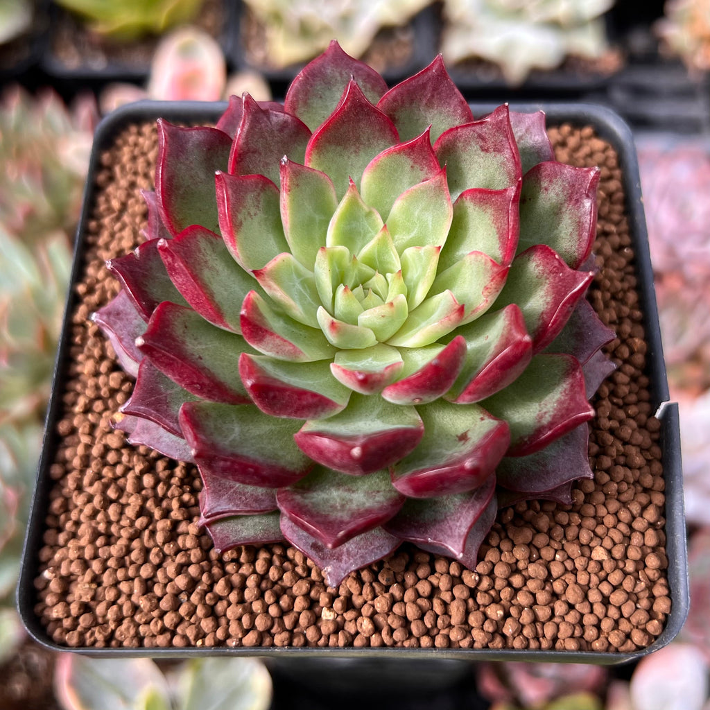 Echeveria 'Ruby Shine' 2"-3" Succulent Plant – True Succulents Plant Co.