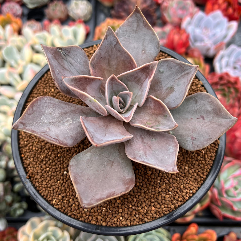 Echeveria 'Rodolfi' 4" Succulent Plant – True Succulents Plant Co.