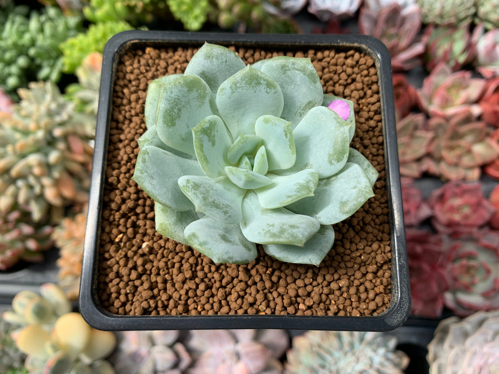 Echeveria 'Derlu' 2" Succulent Plant – True Succulents Plant Co.