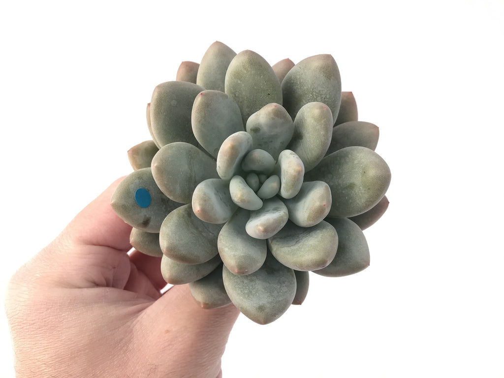 Pachyphytum cv 'Frevel' 4" Succulent Plant – True Succulents Plant Co.