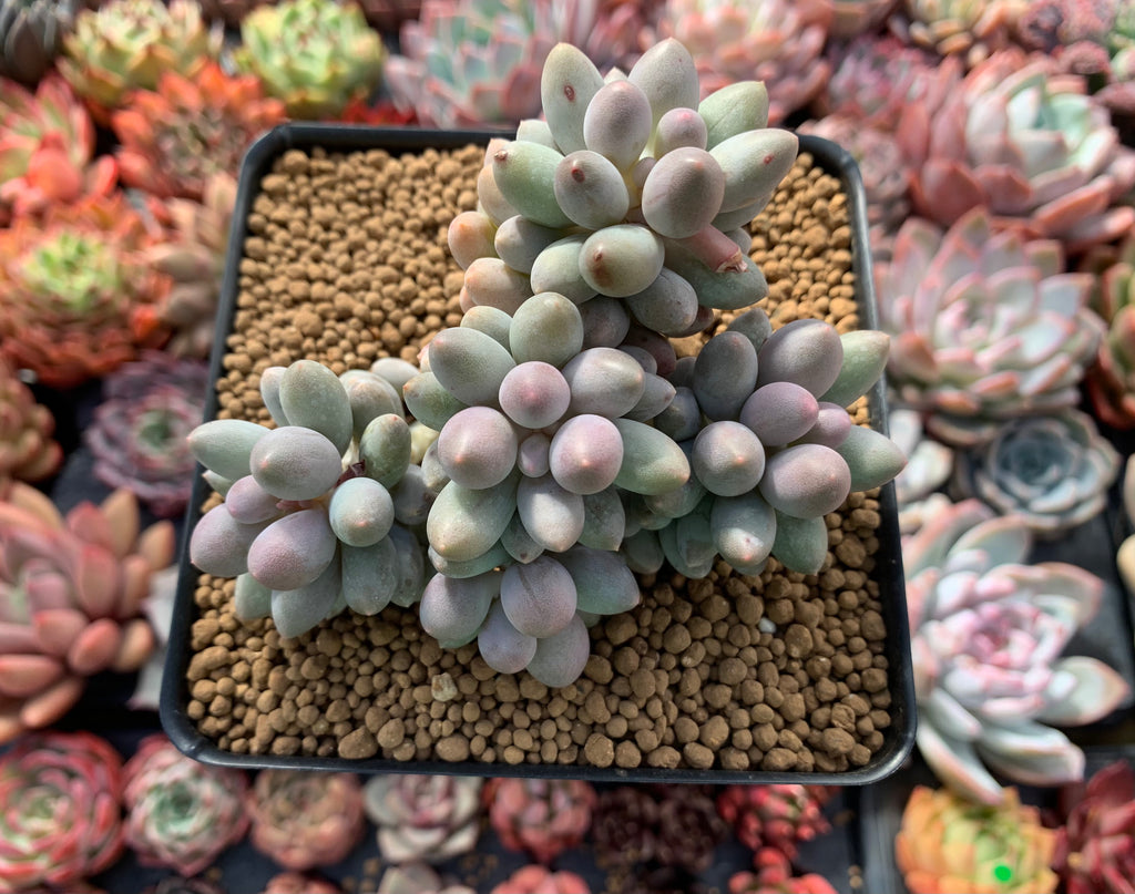Pachyphytum 'Baby Finger' 3" Succulent Plant – True Succulents Plant Co.