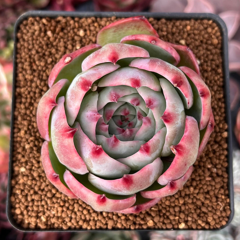 Echeveria 'Casio' Variegated 2"-3" Succulent Plant – True Succulents ...