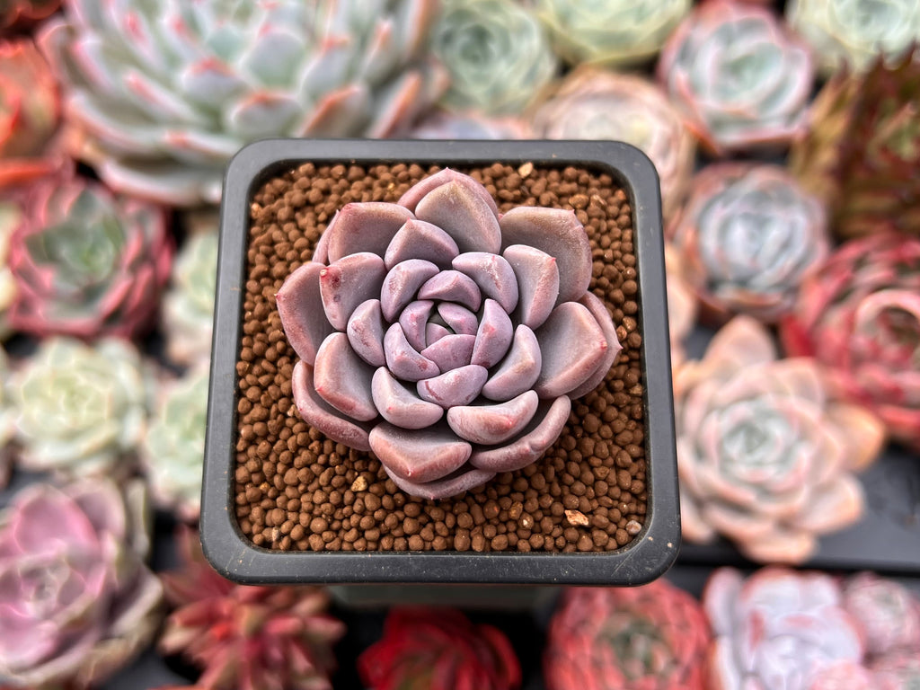 Echeveria 'Loris 1"-2" New Hybrid Succulent Plant – True Succulents ...